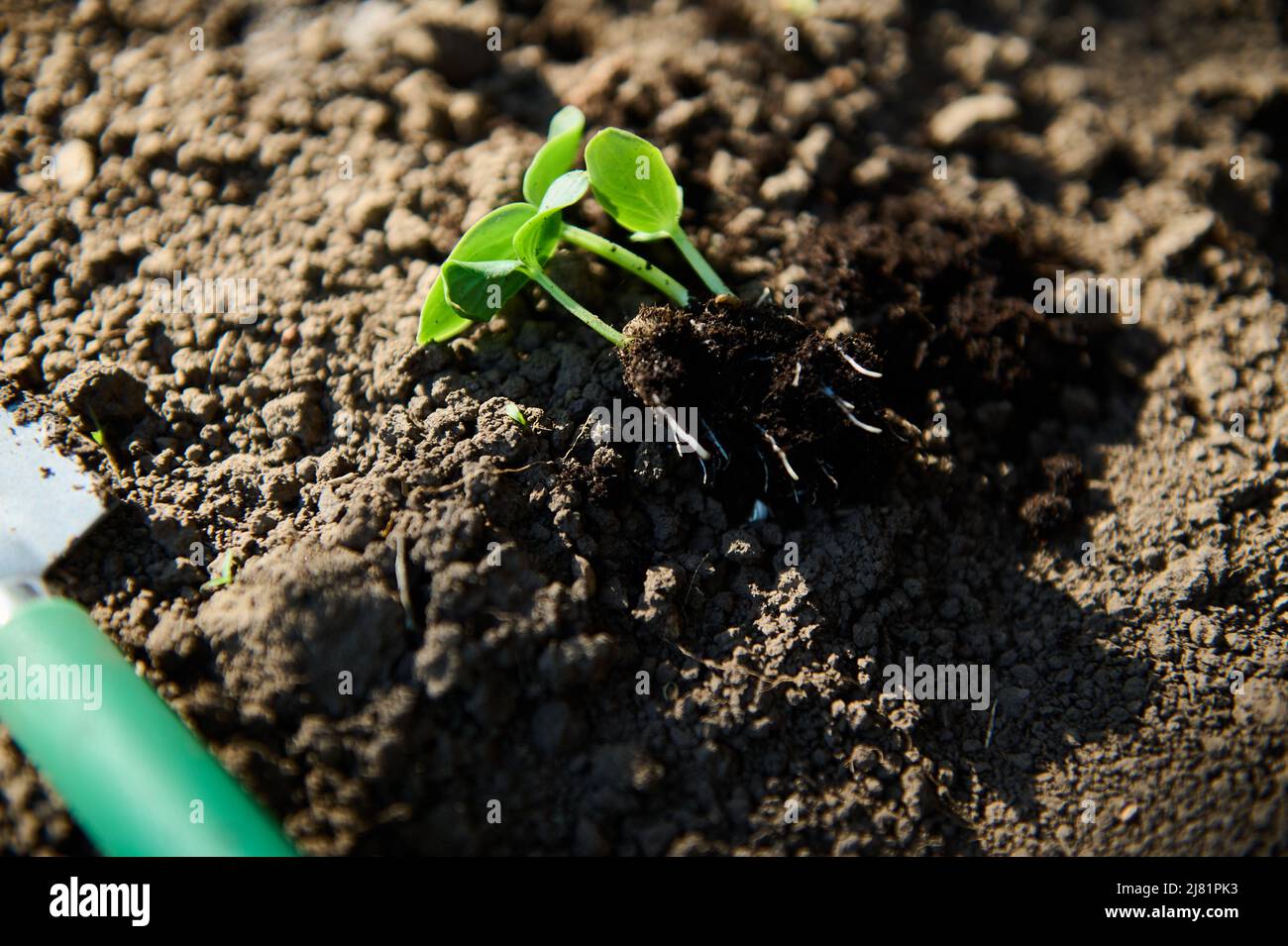 Overhead view of young green sprouts with soiled roots on the digged ...