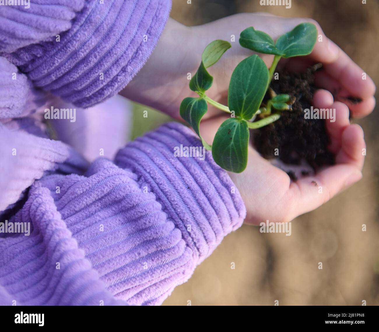 Before the leaves sprout hi-res stock photography and images - Alamy