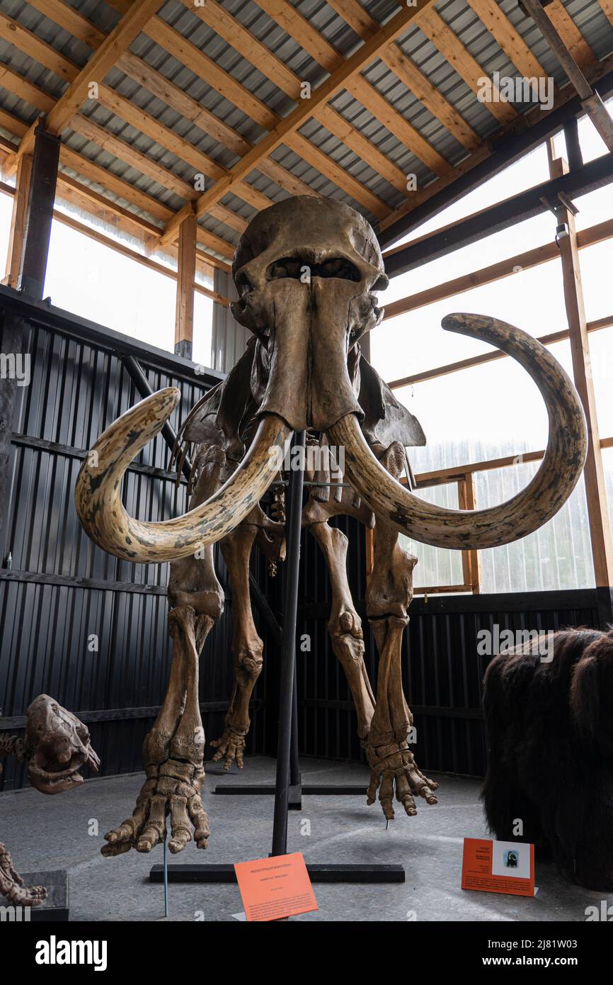 Preserved skeleton of a Mammoth. Paleontological Museum of Natural ...