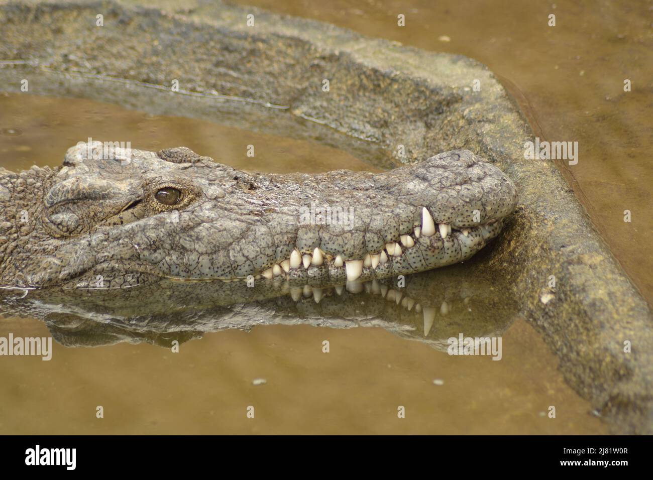 Crocodile mouth in a river. Nile crocodile Stock Photo - Alamy