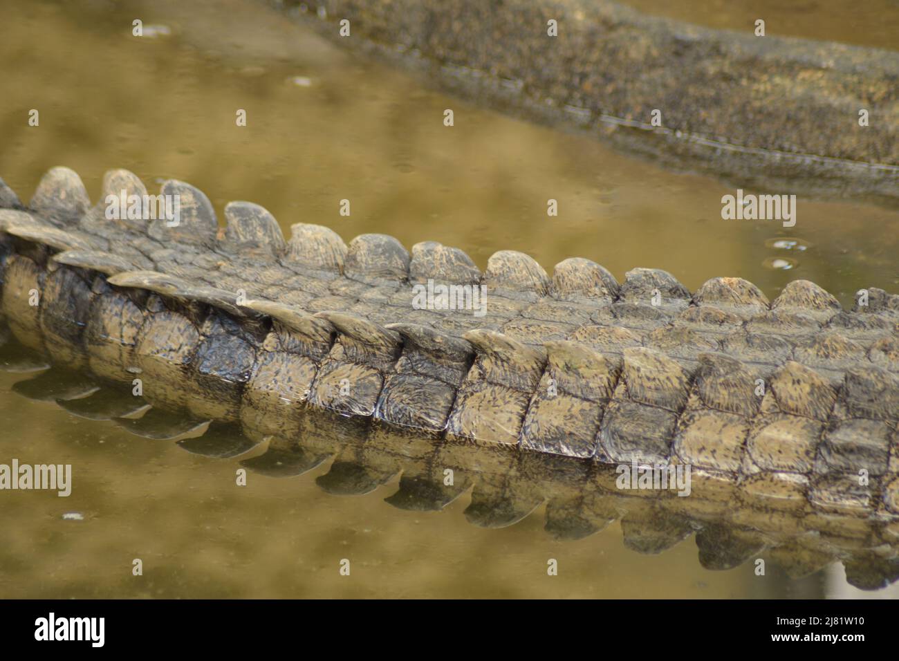 Crocodile tail in a river of a natural park. Nile crocodile Stock Photo ...