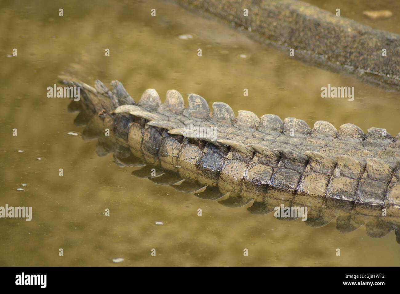 Crocodile tail in a river. Nile crocodile Stock Photo - Alamy