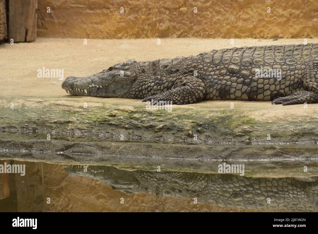 Crocodile in the riverside of a river. Nile crocodile Stock Photo - Alamy