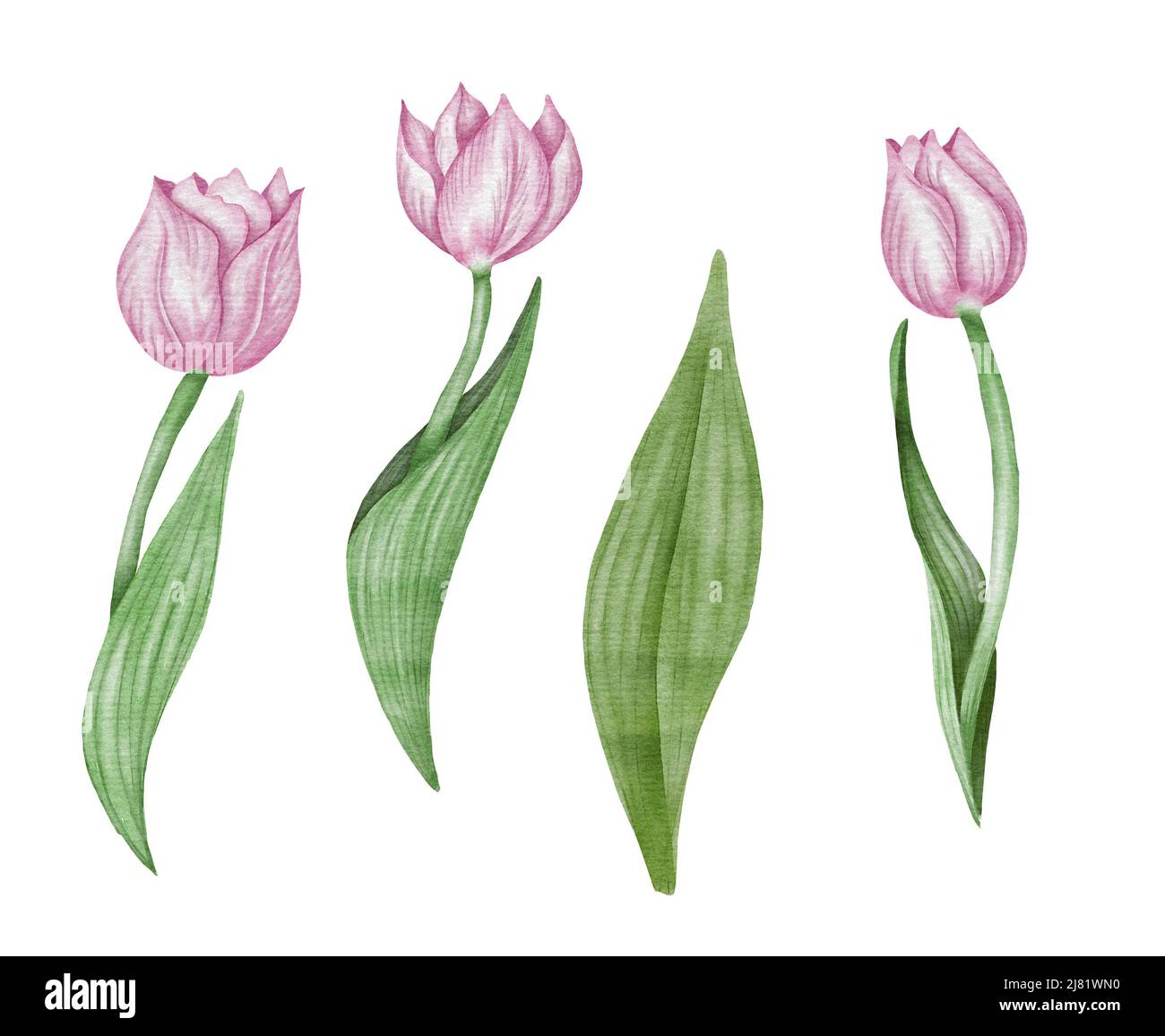 Watercolor pink tulip flowet set. Spring flower clipart Stock Photo - Alamy