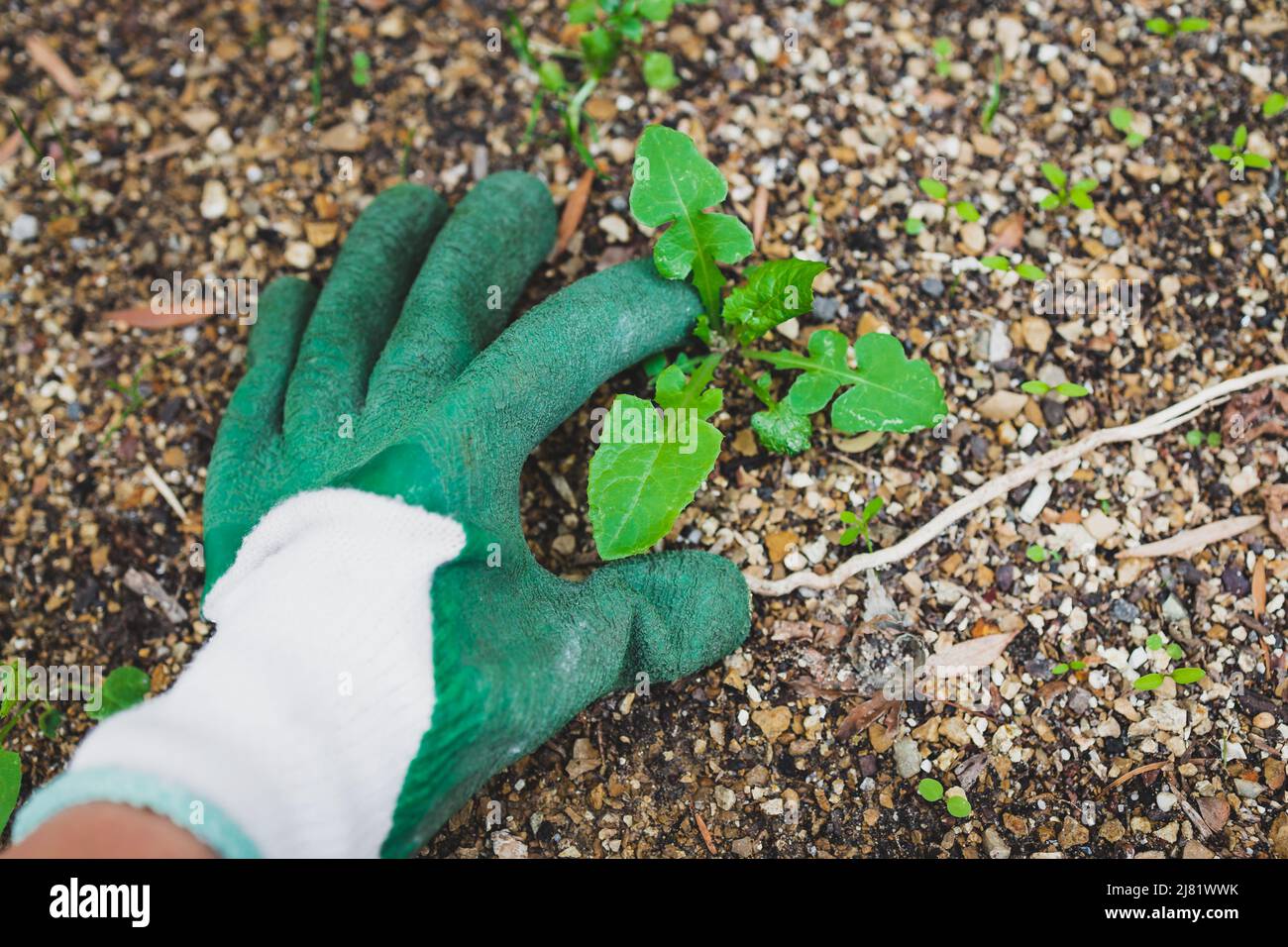 weeds removed by hand wearing gardening gloves, concept of gardening ...