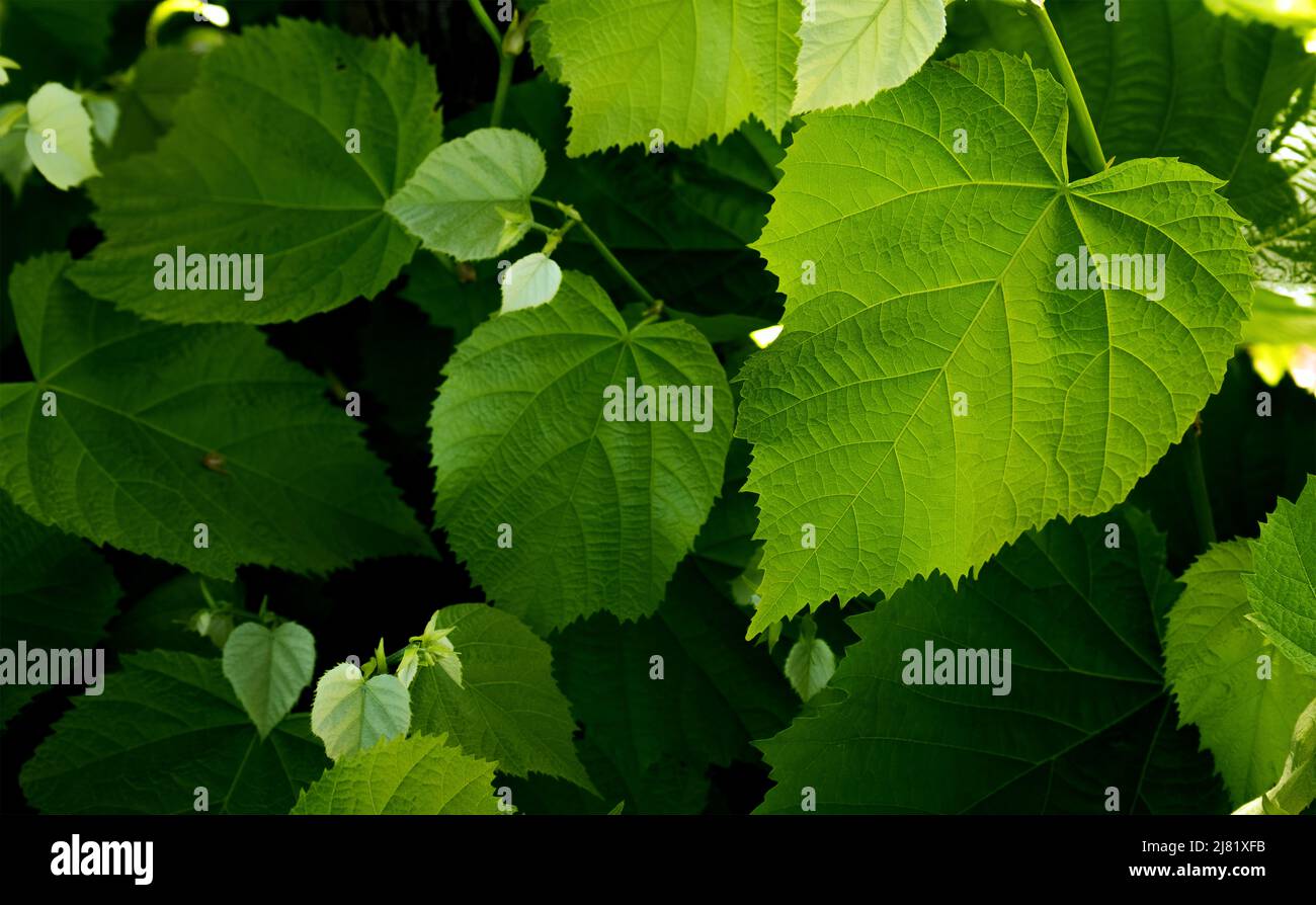 Mulberry tree flower High Resolution Stock Photography and Images - Alamy