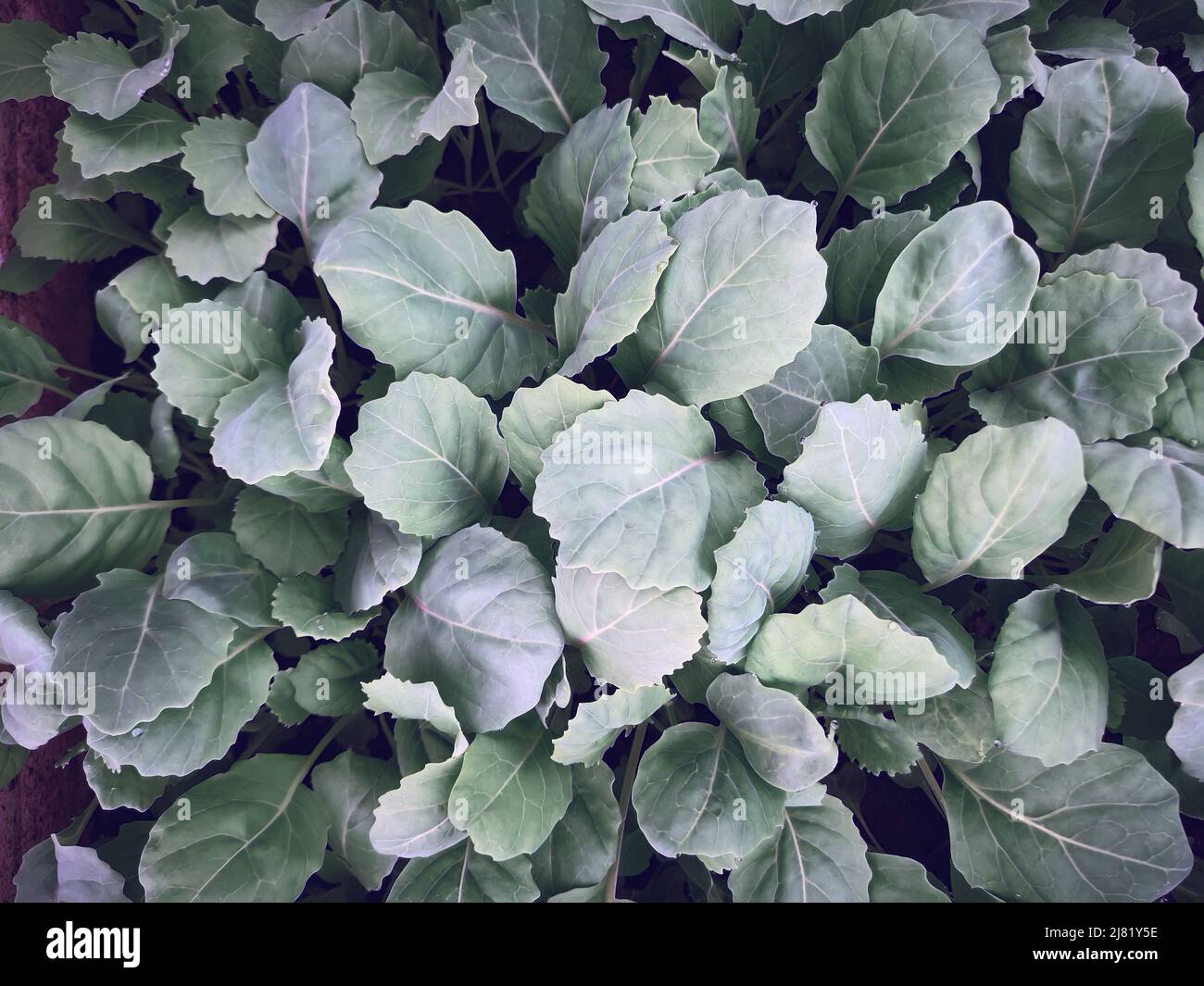 In the ground of the greenhouse, seedlings of young cabbage plants are ...