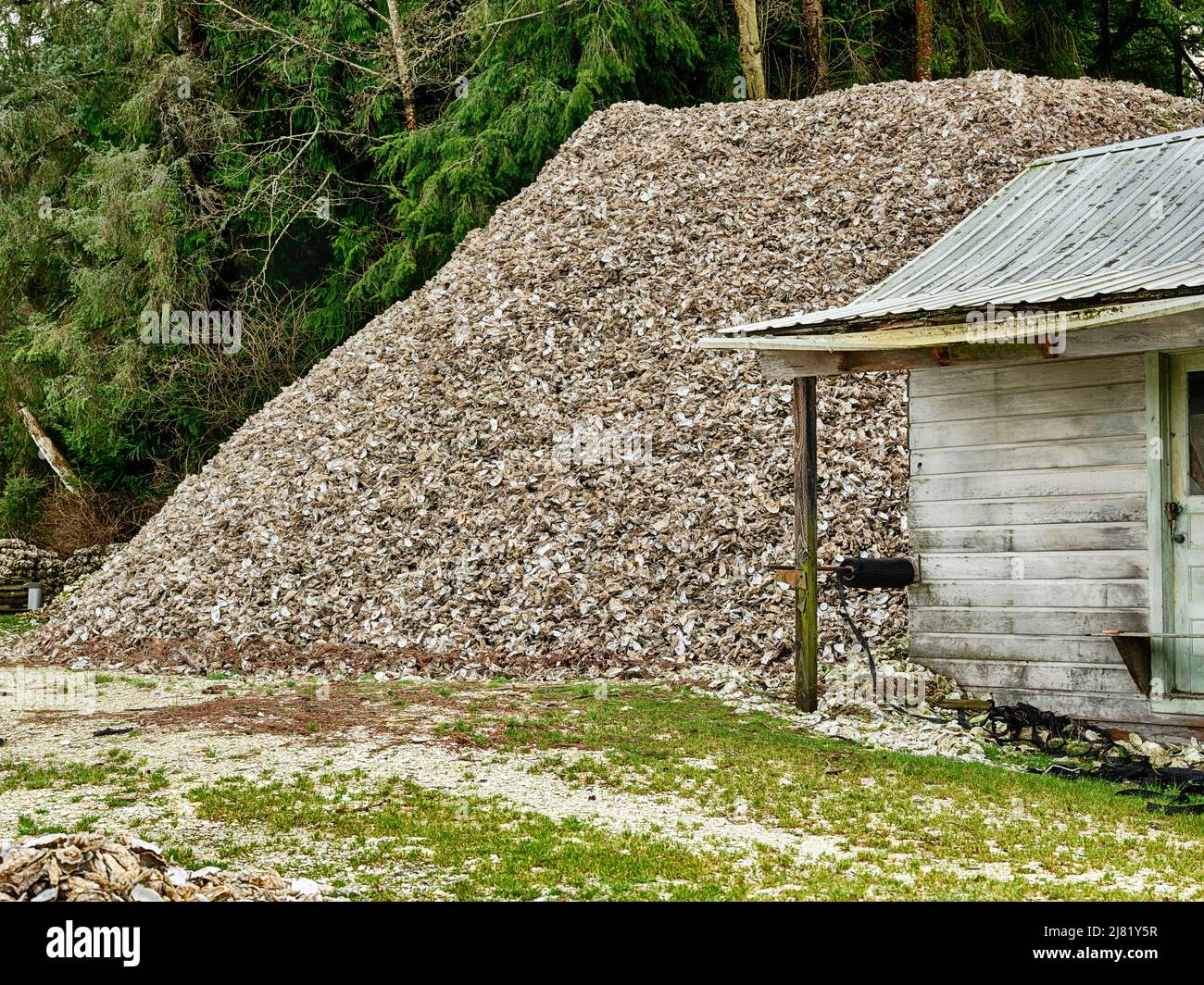 A huge mound of empty and shucked oyster shells tower over a small ...