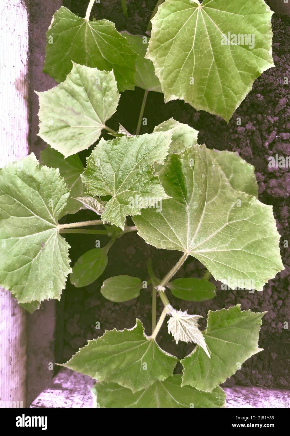 Young cucumber plants with green leaves grow in the greenhouse. Top ...