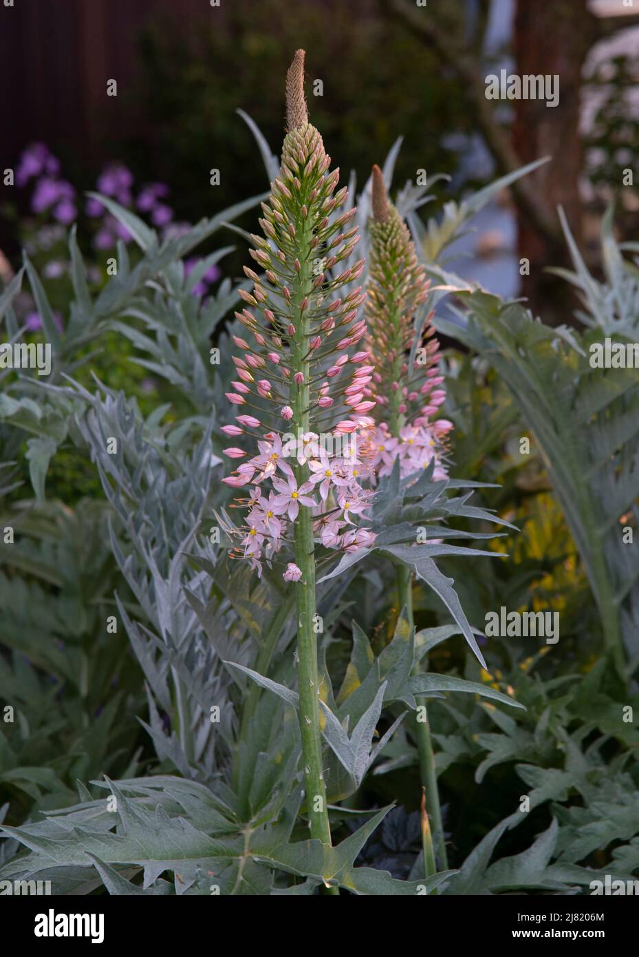 Eremerus in the Morgan Stanley Garden designed by Chris Beardshaw and ...