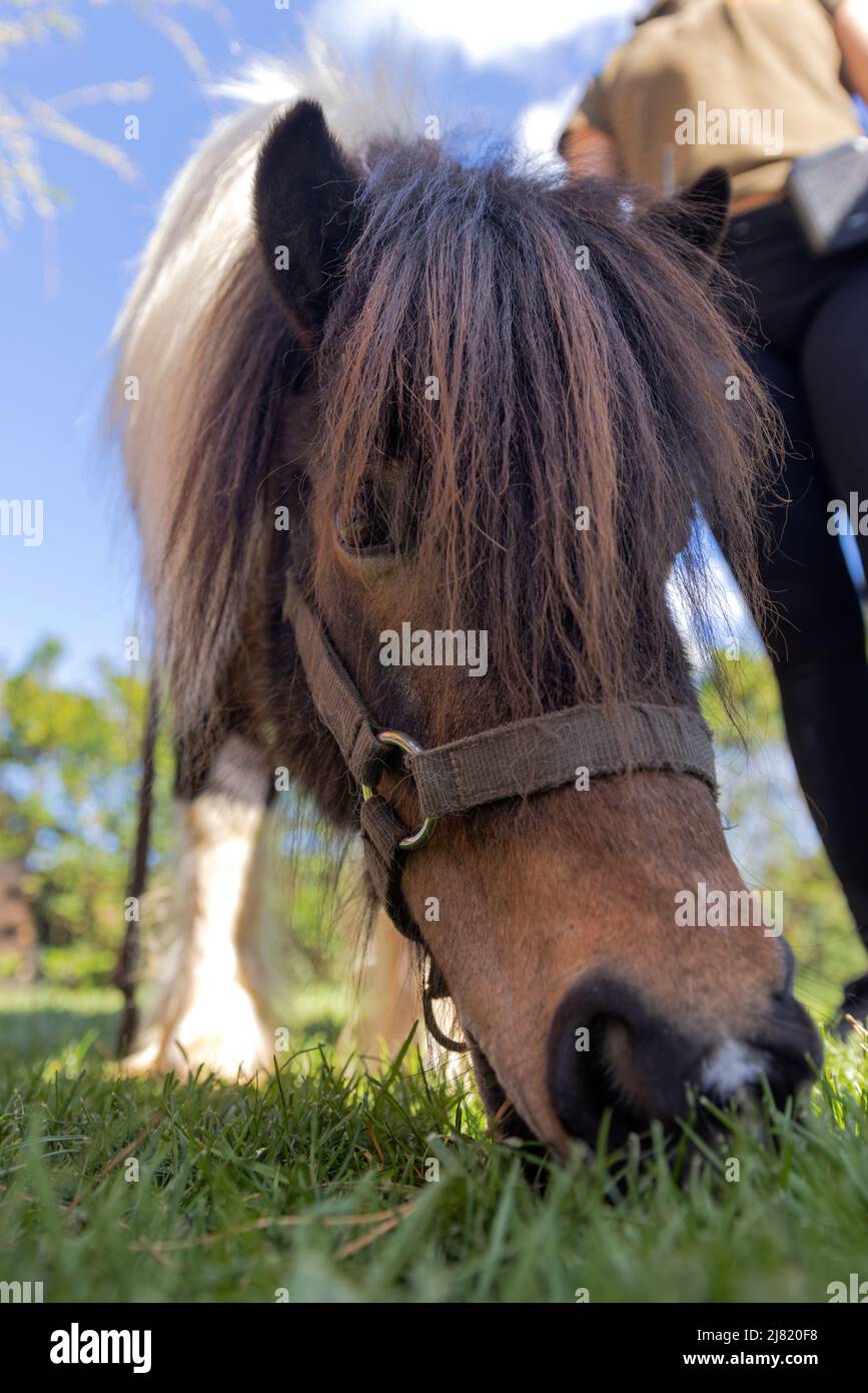 Pony portrait with blue sky and greenery, view from below Stock Photo ...