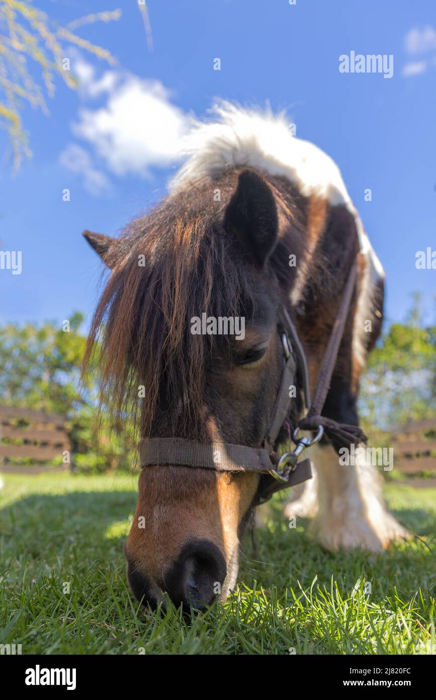 Pony portrait with blue sky and greenery, view from below Stock Photo ...