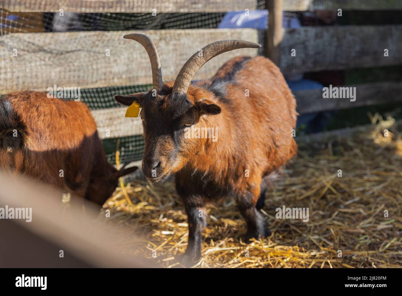 Goat chewing cud hi-res stock photography and images - Alamy