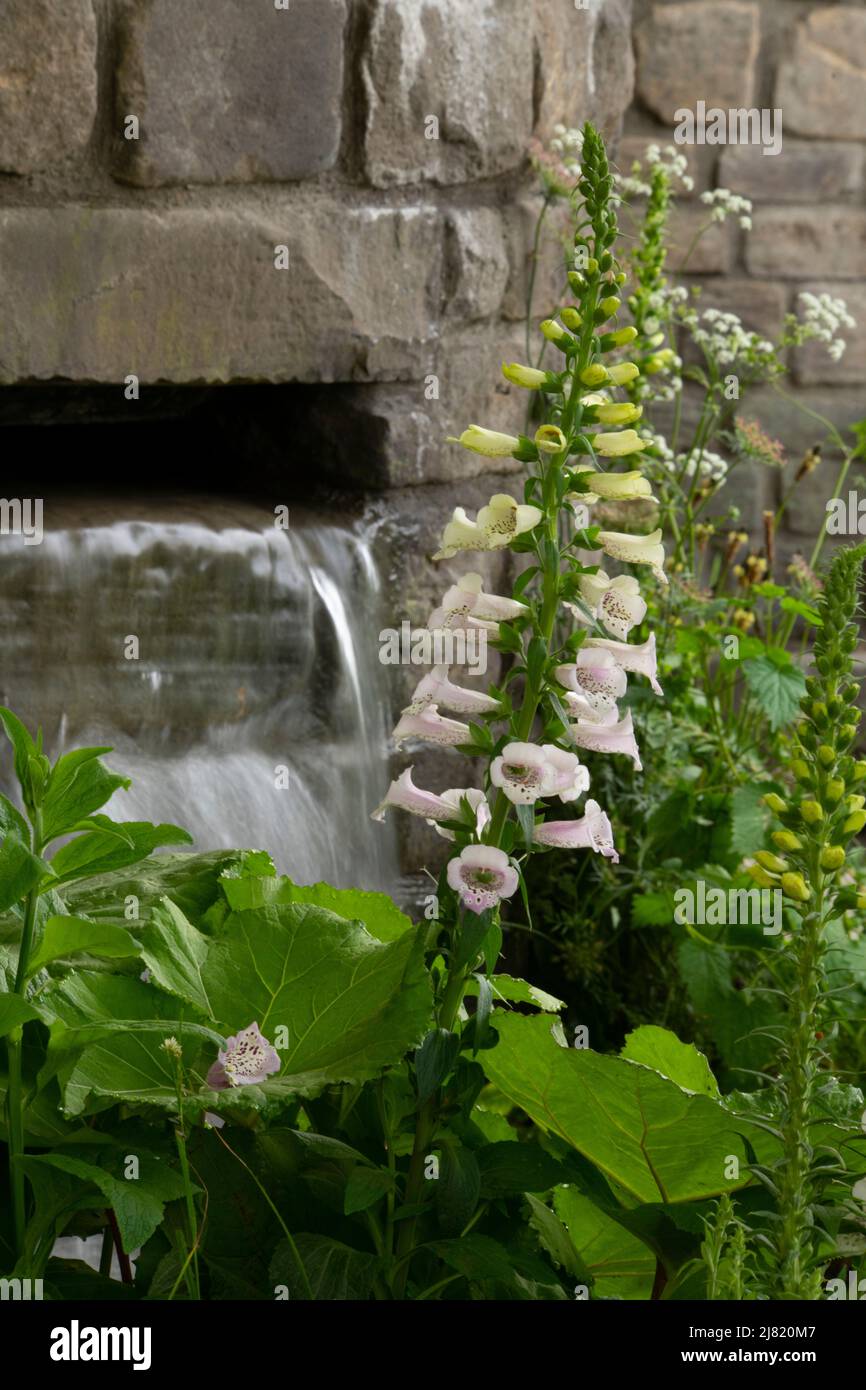 Digitalis around water flowing out of a spillway from a lock in the ...