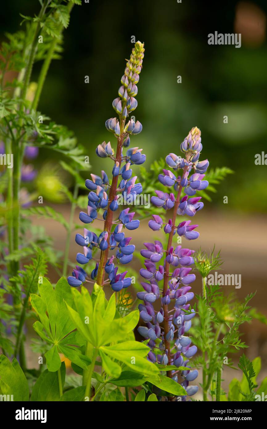 A close-up of Lupinus in the Welcome to Yorkshire Garden at the RHS ...