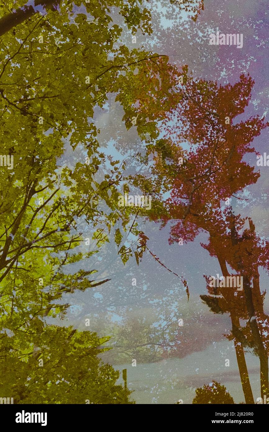 Double exposure with trees hi-res stock photography and images - Alamy