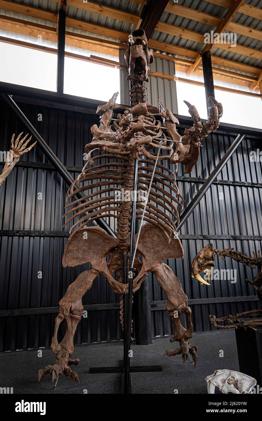 Giant ground sloth tooth hi-res stock photography and images - Alamy