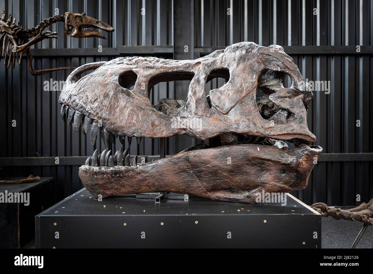 Tyrannosaurus Rex Fossil In Ground