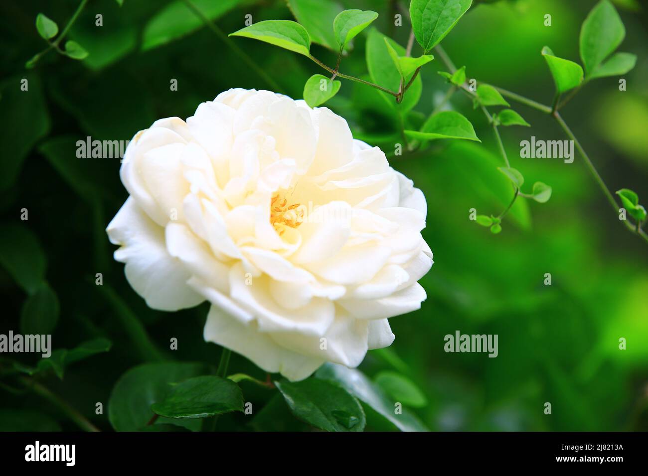 blooming romantic fresh white Rose,beautiful white Rose in full bloom ...
