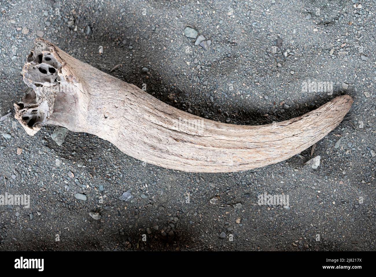 excavations of extinct prehistoric animals. A bone on the ground Stock ...