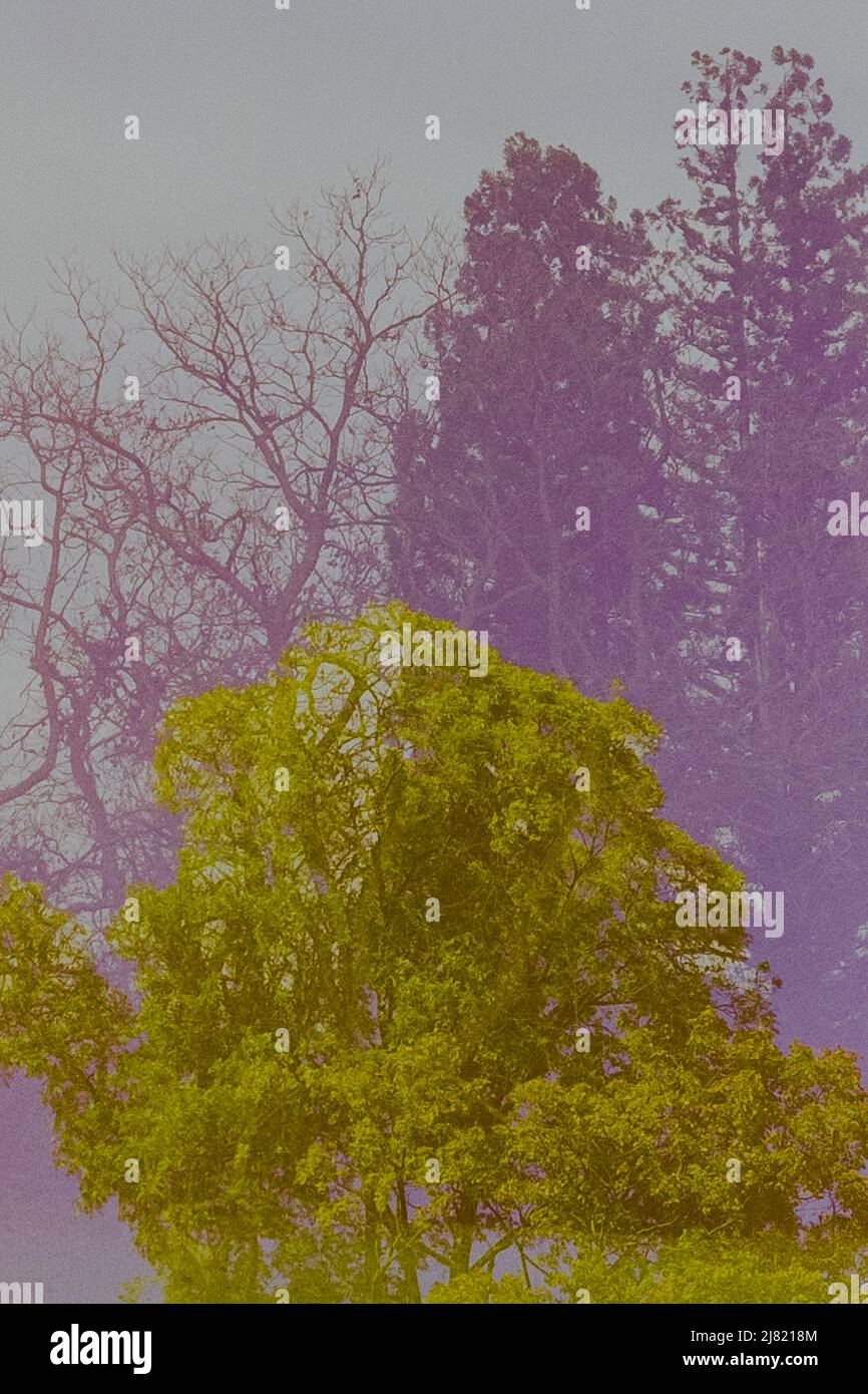 Multiple Film Exposure of Trees in the Fall Season Stock Photo - Alamy