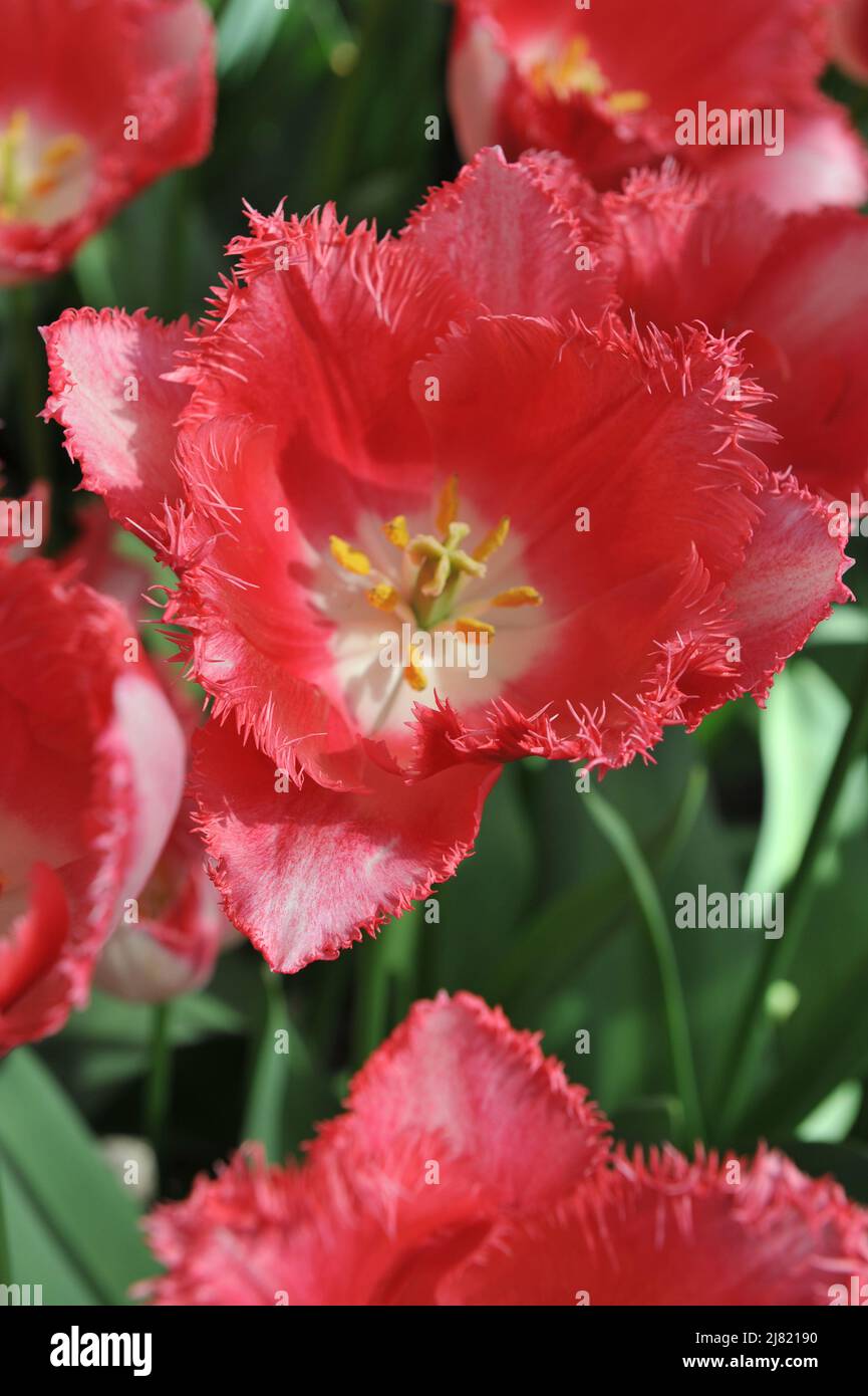 Red and white fringed tulip (Tulipa) Lovers Town blooms in a garden in ...