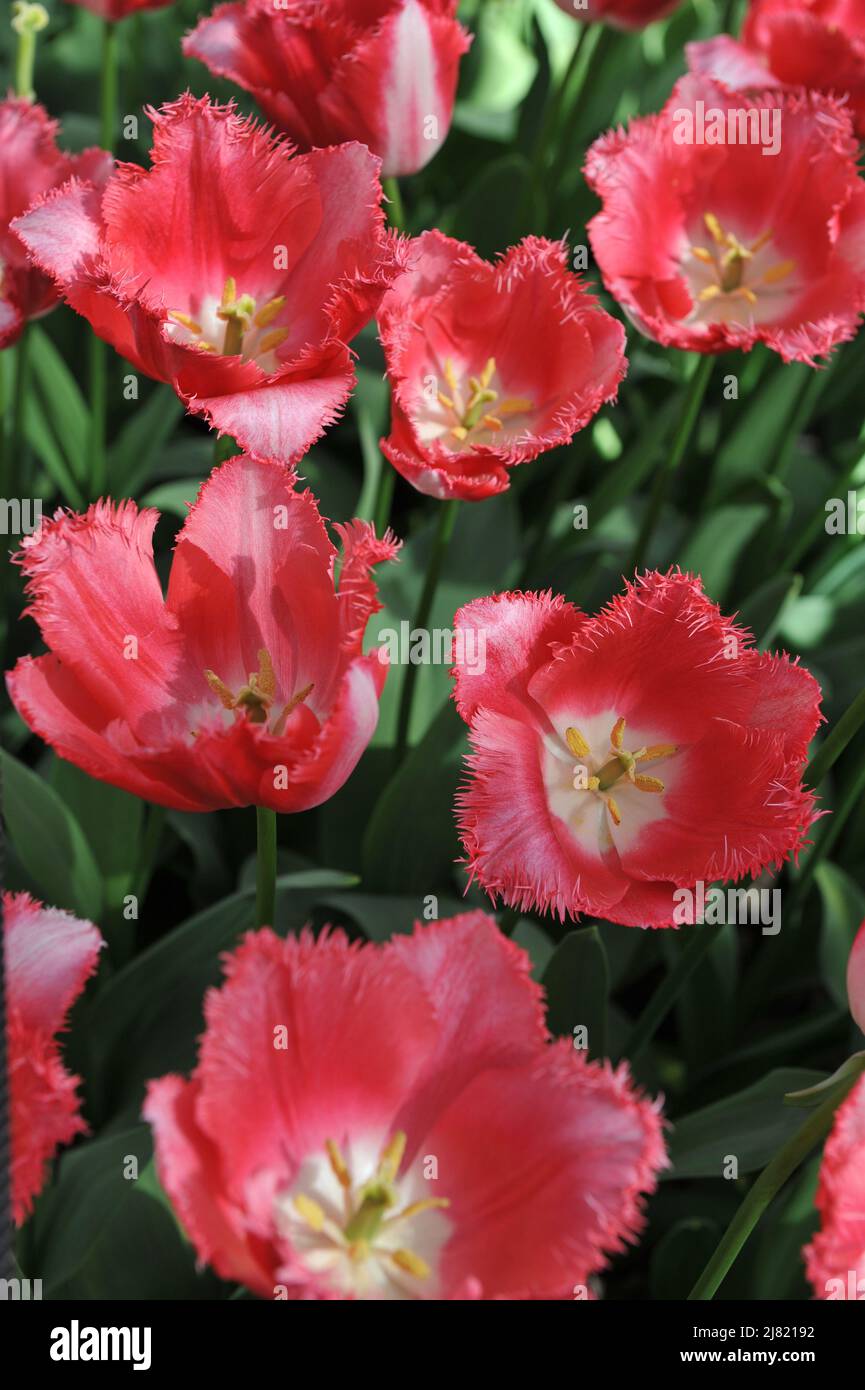 Red and white fringed tulip (Tulipa) Lovers Town blooms in a garden in ...