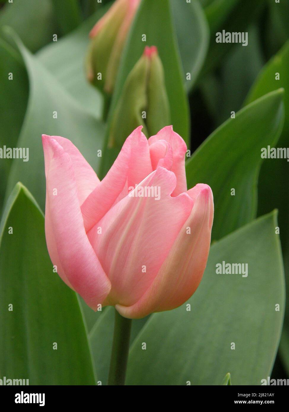 Lydia variety hi-res stock photography and images - Alamy