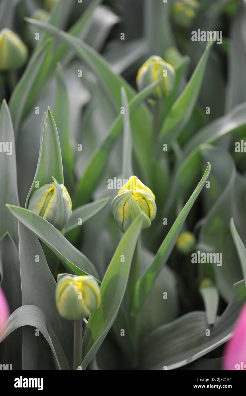 Yellow tulips (Tulipa) Magic Carpet bloom in a garden in April Stock ...