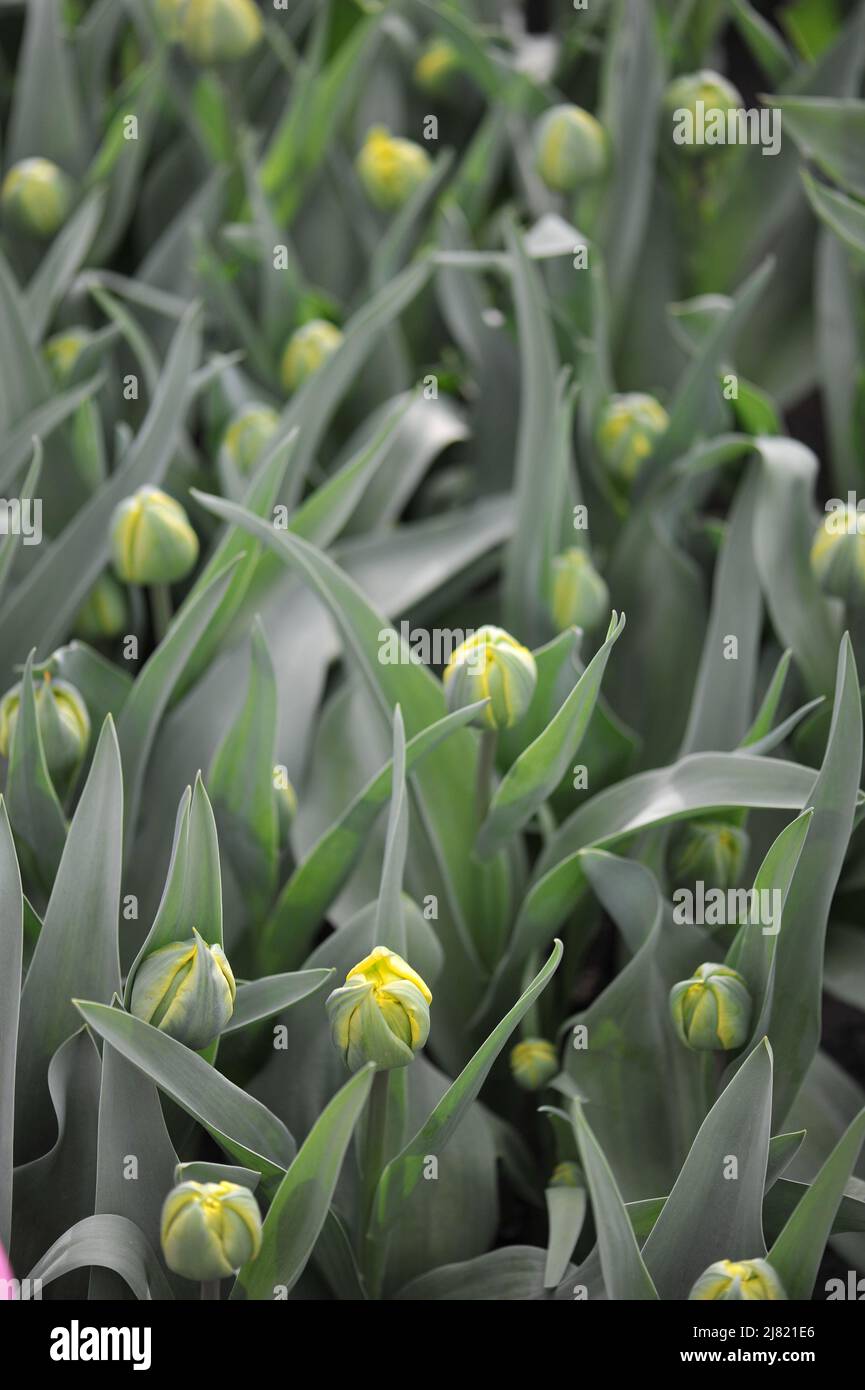 Yellow tulips (Tulipa) Magic Carpet bloom in a garden in April Stock ...