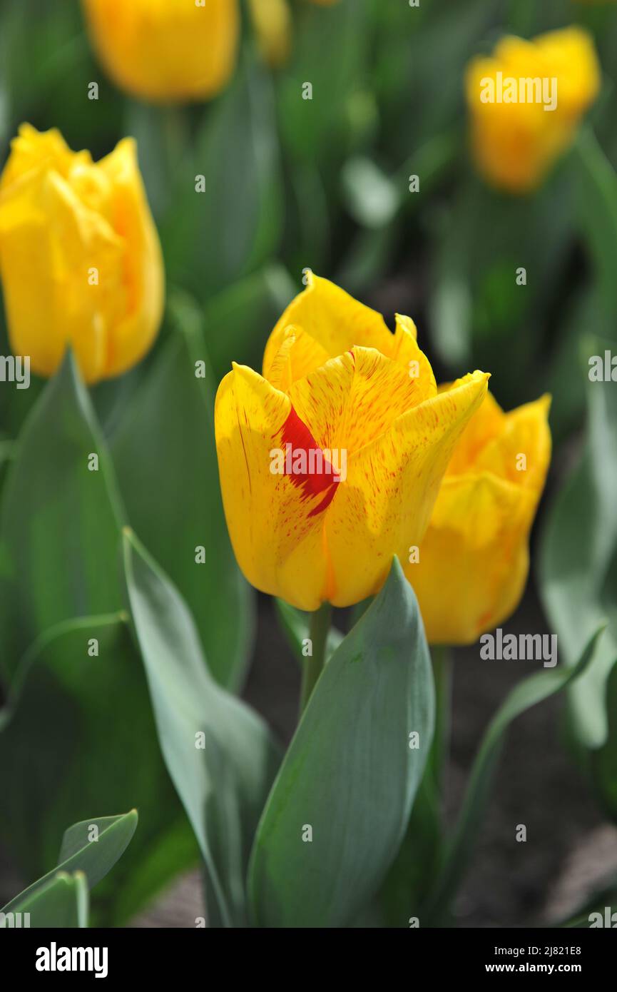 Yellow with red stripes Triumph tulips (Tulipa) Magic Flight bloom in a ...