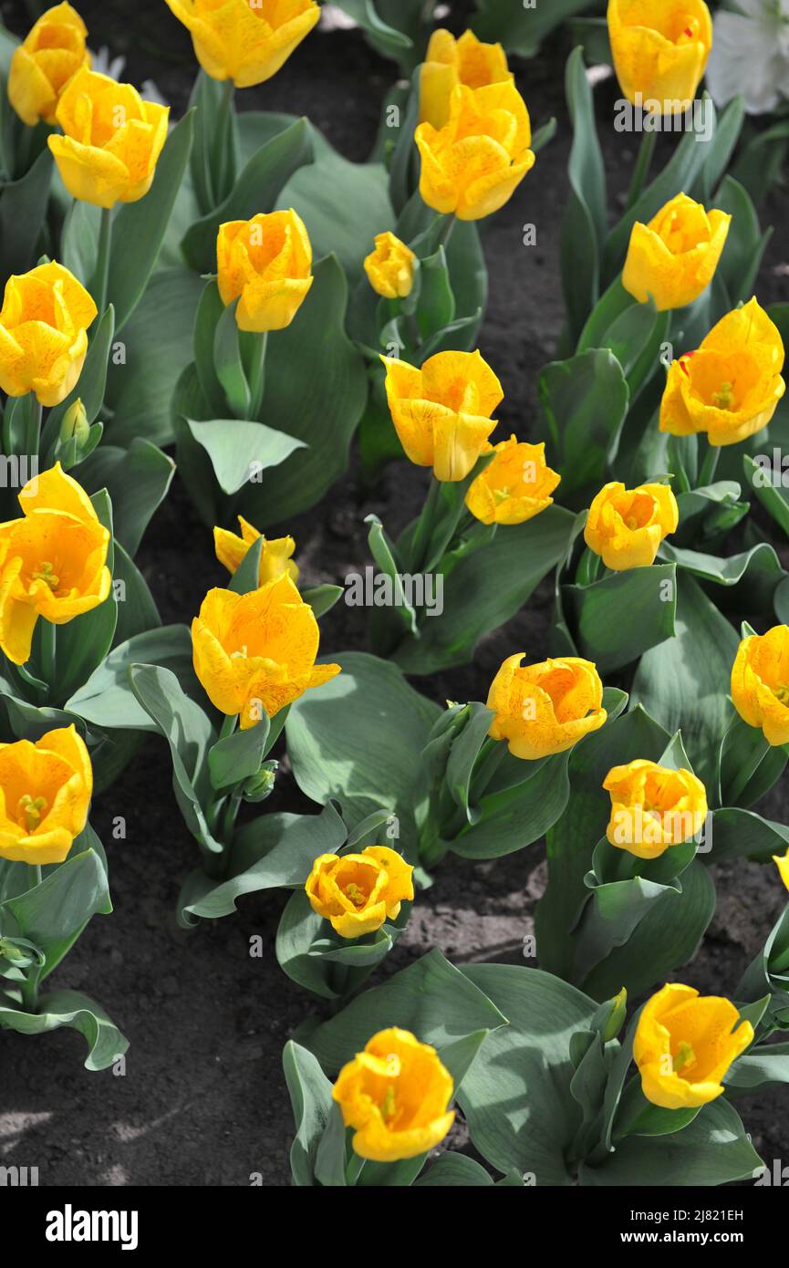 Yellow with red stripes Triumph tulips (Tulipa) Magic Flight bloom in a ...
