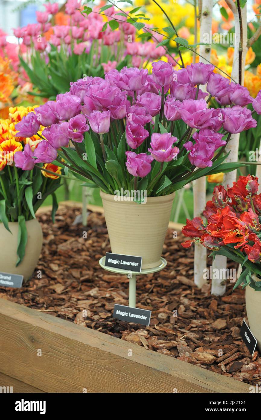 A bouquet of lilac-pink Triumph tulips (Tulipa) Magic Lavender in a ...
