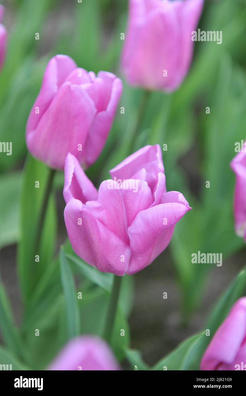 Lilac-pink Triumph tulips (Tulipa) Magic Lavender bloom in a garden in ...