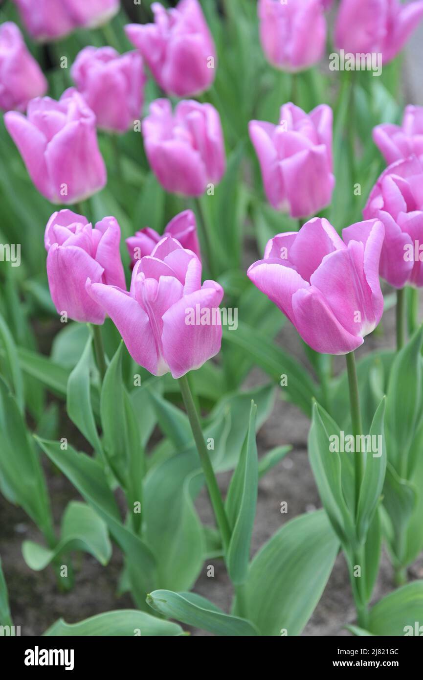 Lilac-pink Triumph tulips (Tulipa) Magic Lavender bloom in a garden in ...