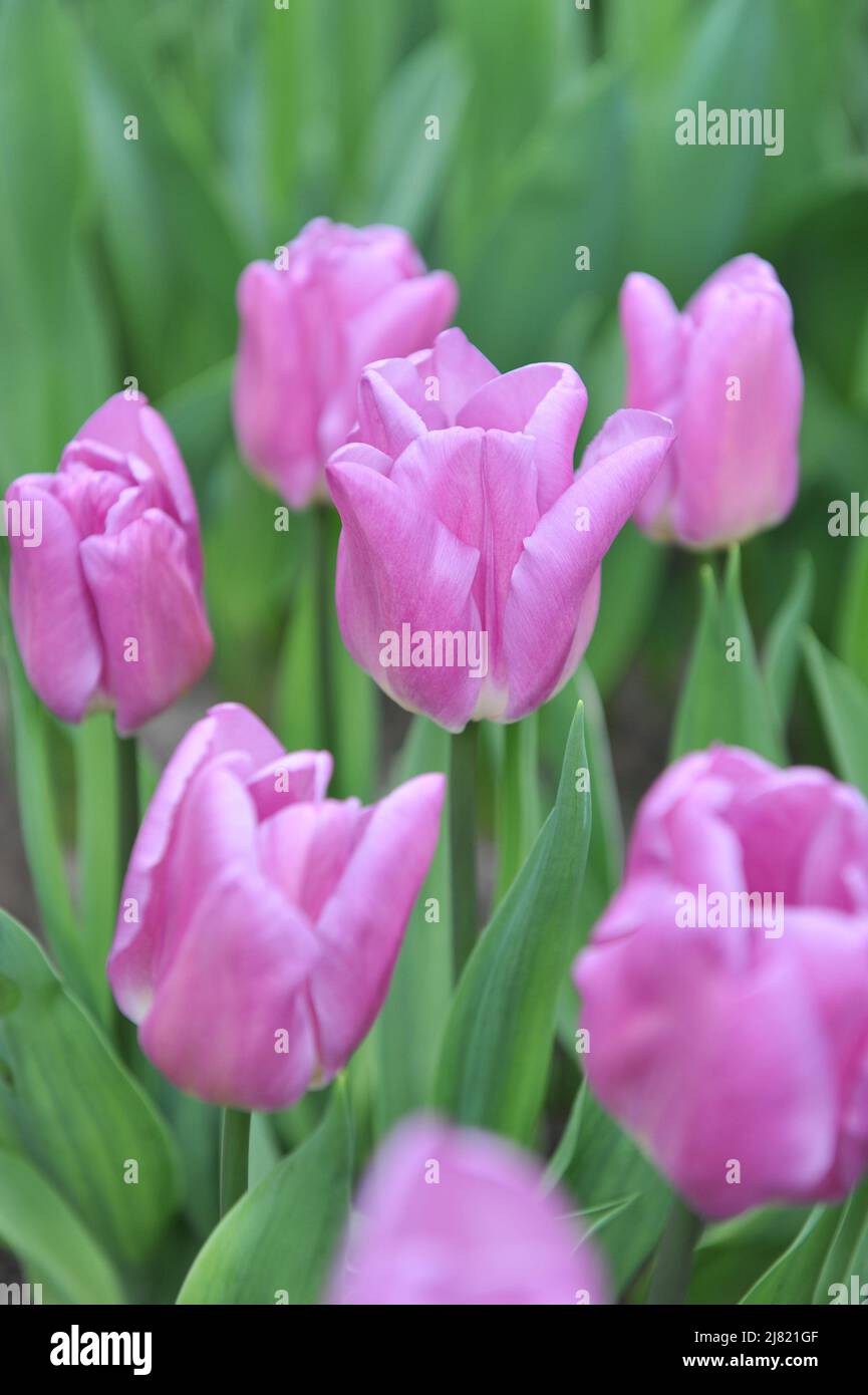 Lilac-pink Triumph tulips (Tulipa) Magic Lavender bloom in a garden in ...