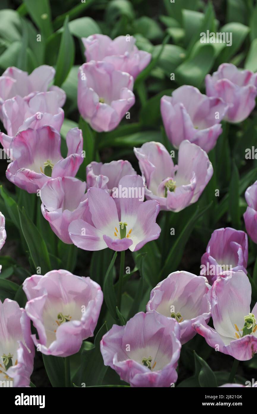 Lilac-pink Triumph tulips (Tulipa) Magic Lavender bloom in a garden in ...