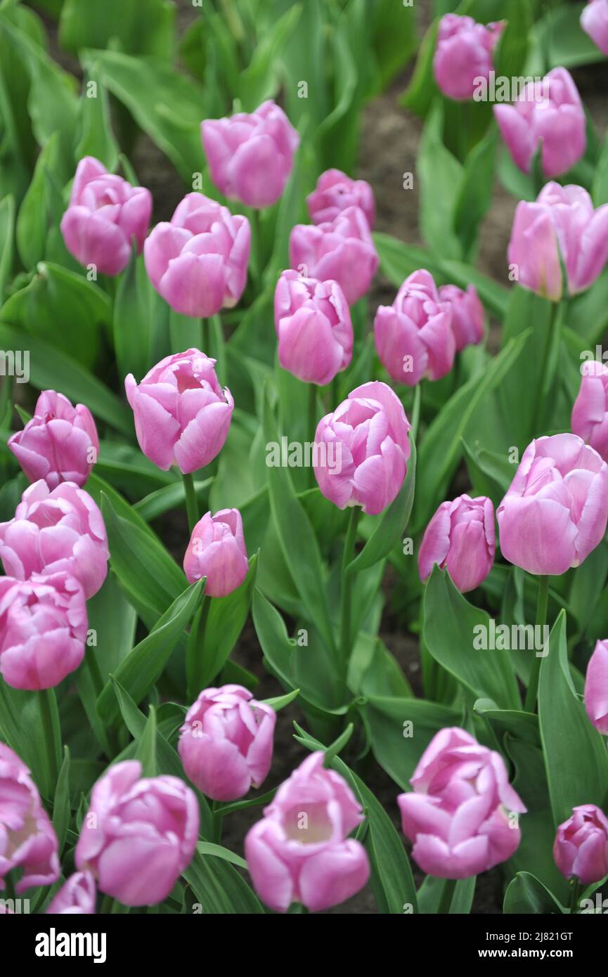 Lilac-pink Triumph tulips (Tulipa) Magic Lavender bloom in a garden in ...