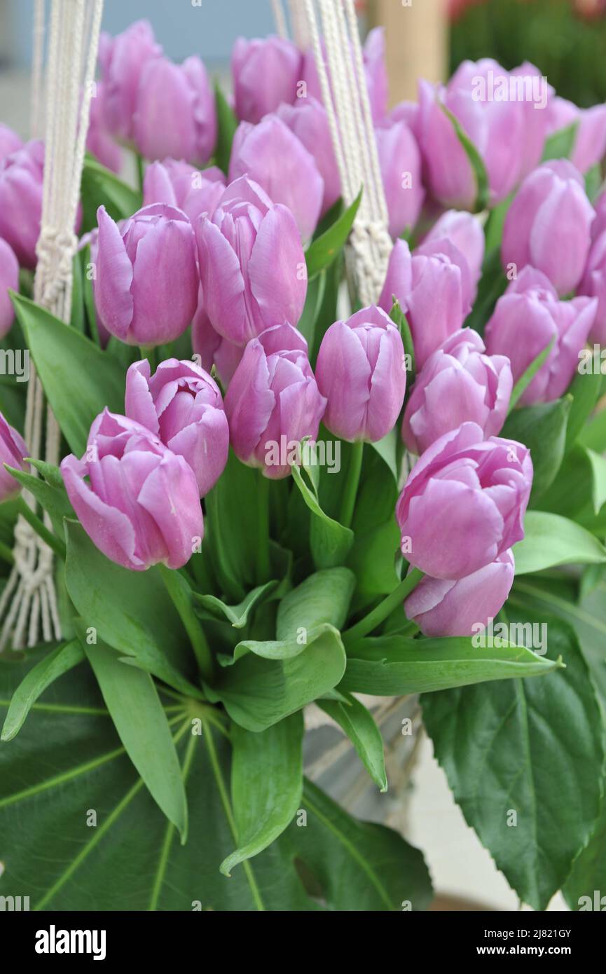 A bouquet of lilac-pink Triumph tulips (Tulipa) Magic Lavender in a ...