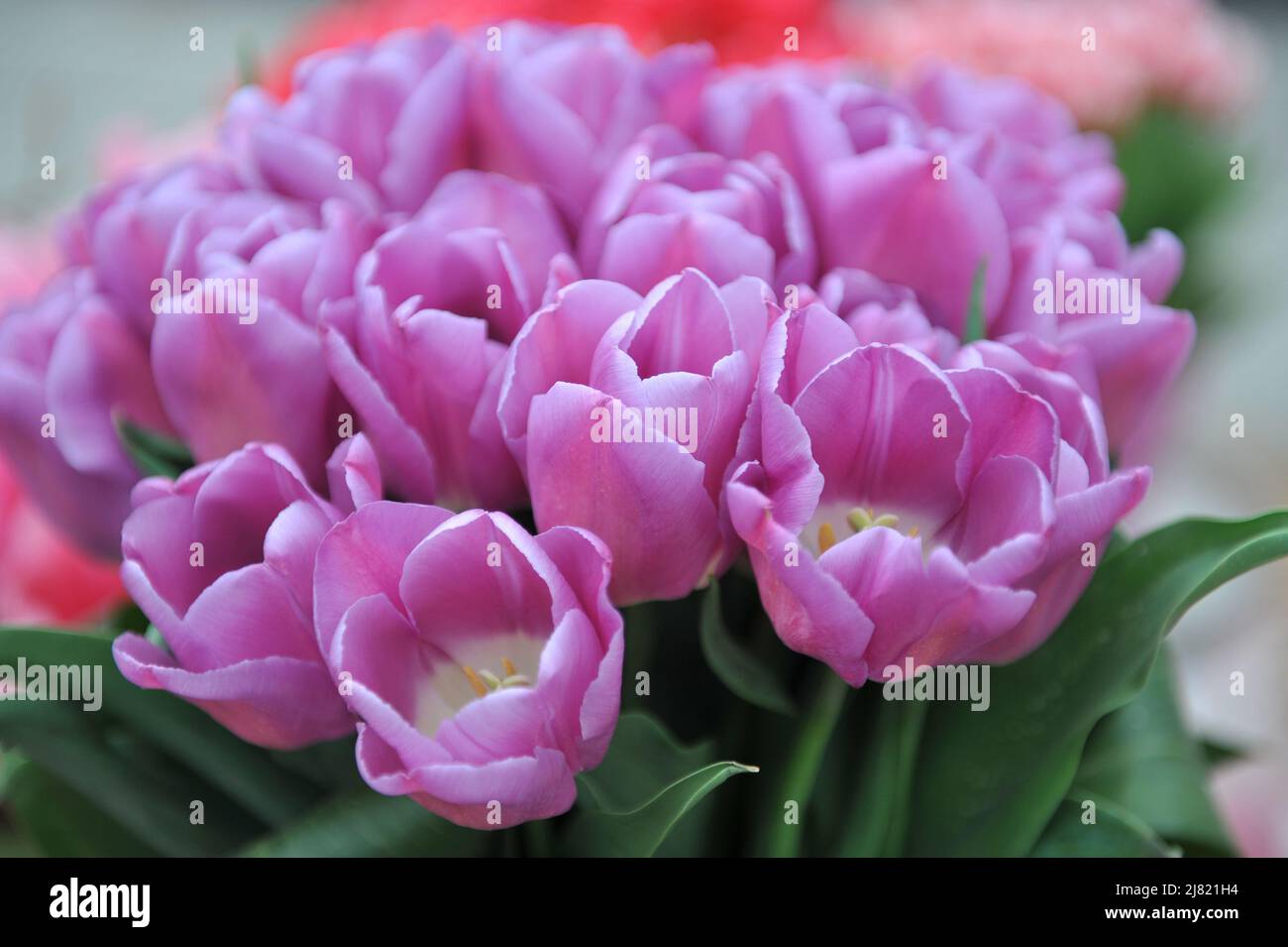 A bouquet of lilac-pink Triumph tulips (Tulipa) Magic Lavender in a ...
