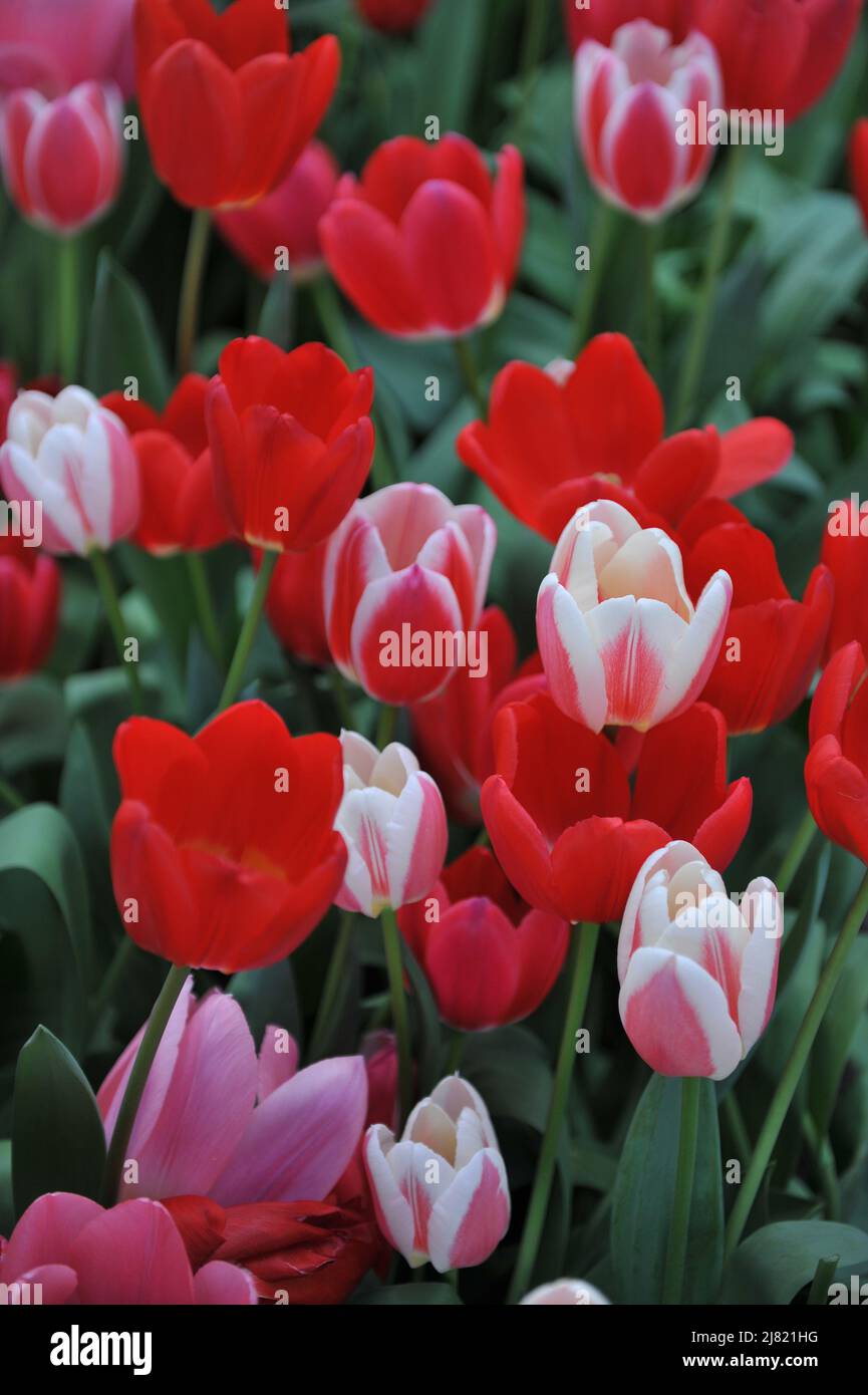Red, pink and white mixture of tulips (Tulipa) Magic Mystery Mix blooms ...