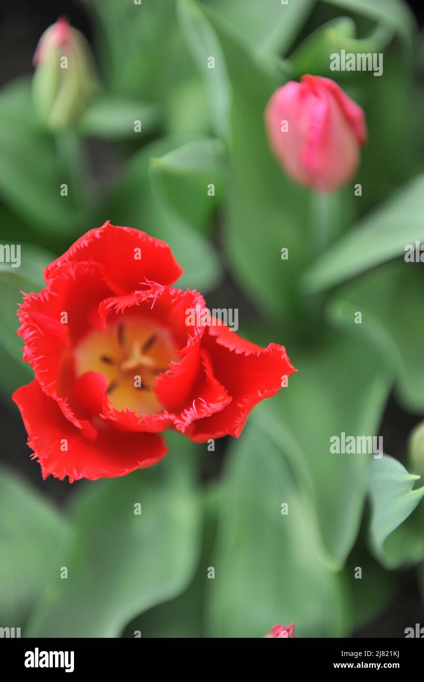 Red fringed tulips (Tulipa) Makarska bloom in a garden in March Stock ...