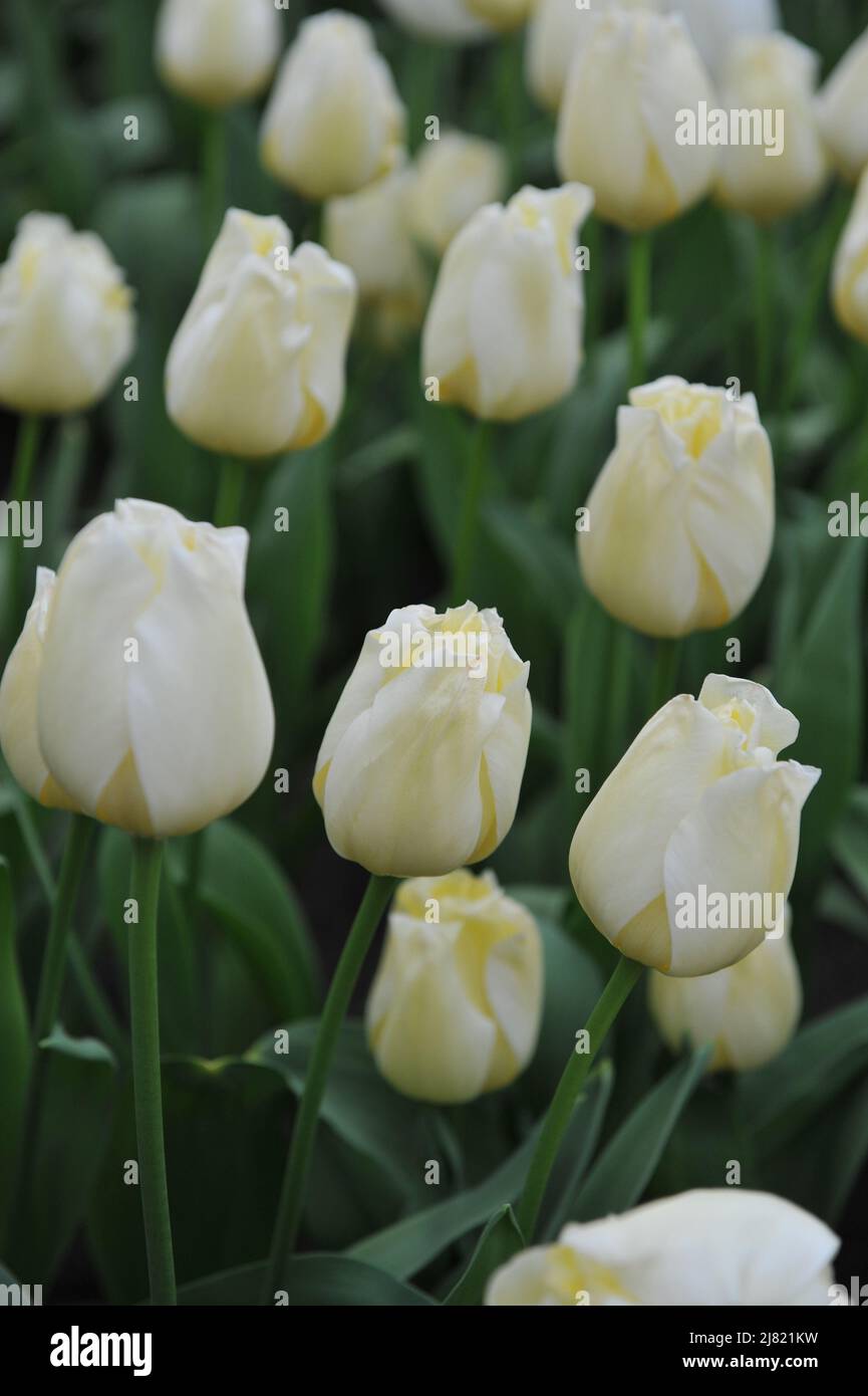 Light yellow Triumph tulips (Tulipa) Malaysia bloom in a garden in ...