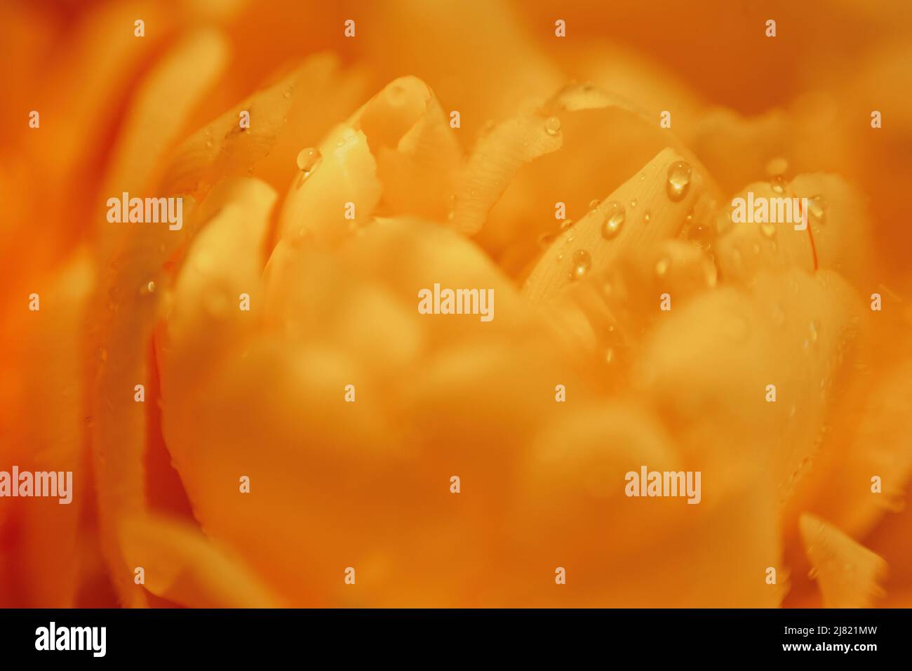 spring flowers bright orange in warm colors high expansion Stock Photo ...