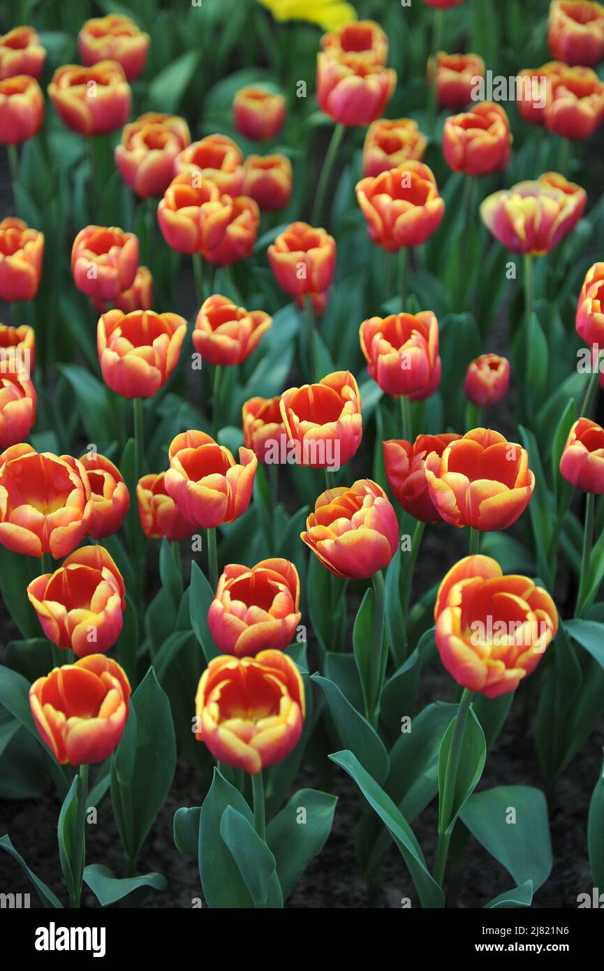 Red and yellow Triumph tulips (Tulipa) Malmo bloom in a garden in April ...