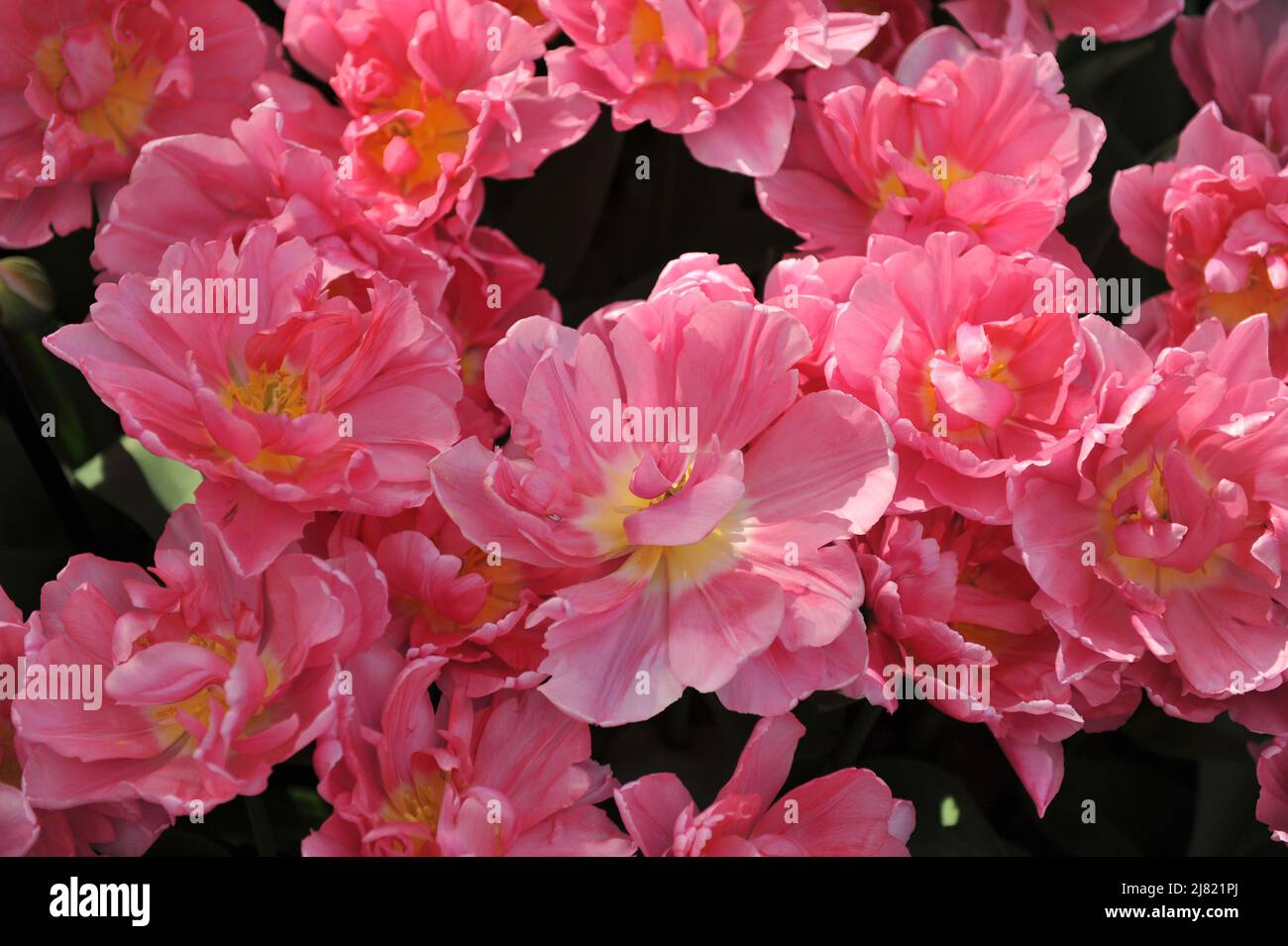 Pink peony-flowered Double Early tulips (Tulipa) Mama Mia bloom in a ...