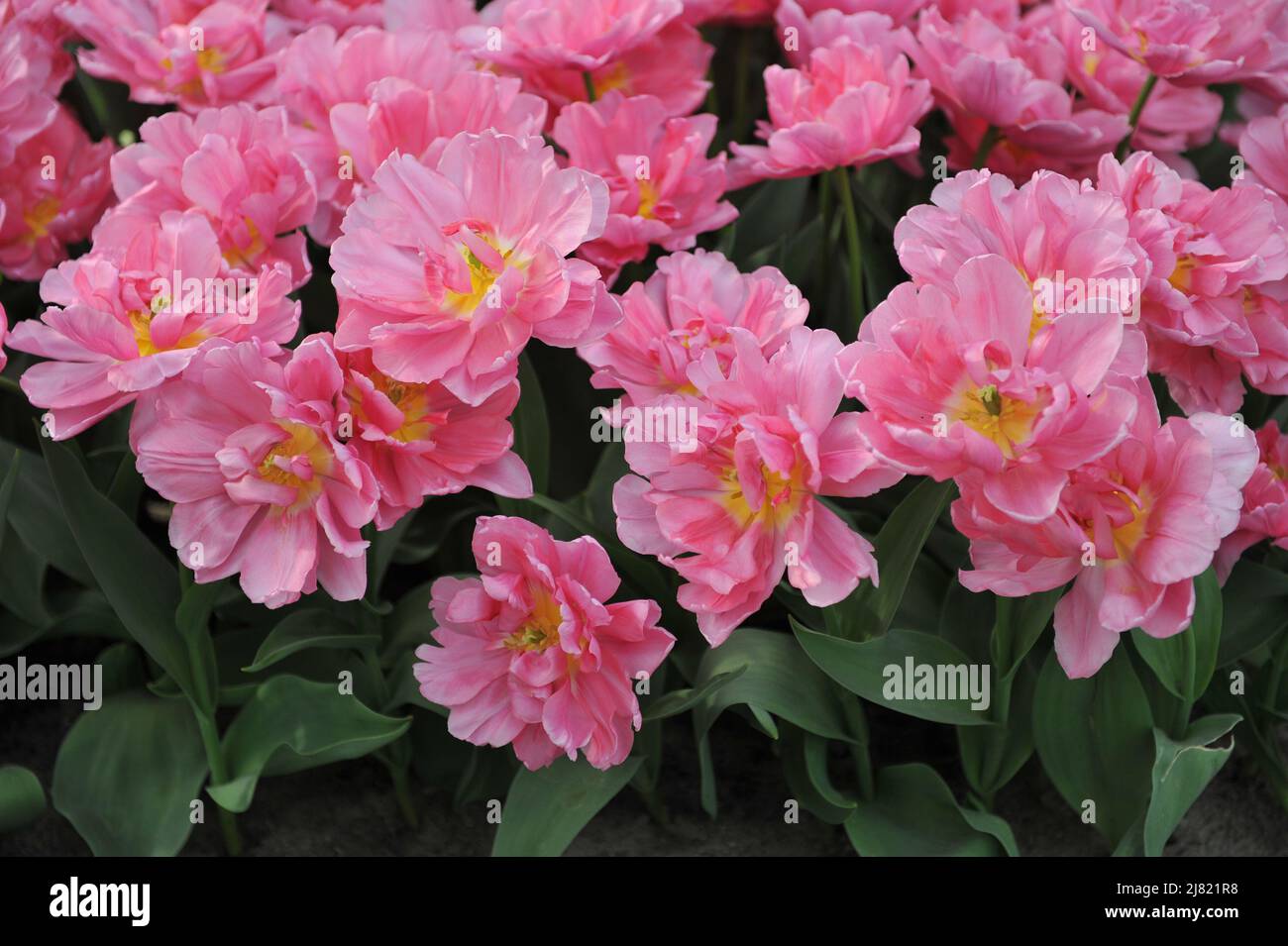 Pink peony-flowered Double Early tulips (Tulipa) Mama Mia bloom in a ...