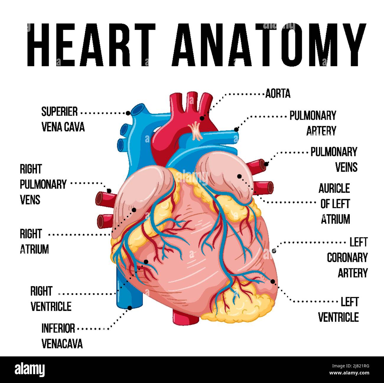 Human internal organ with heart illustration Stock Vector Image & Art ...