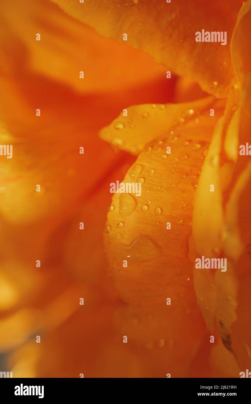 spring flowers bright orange in warm colors high expansion Stock Photo ...