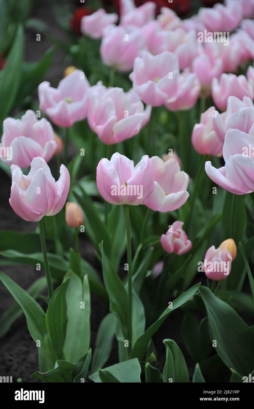 Apricot-pink and white Triumph tulips (Tulipa) Mango Charm bloom in a ...
